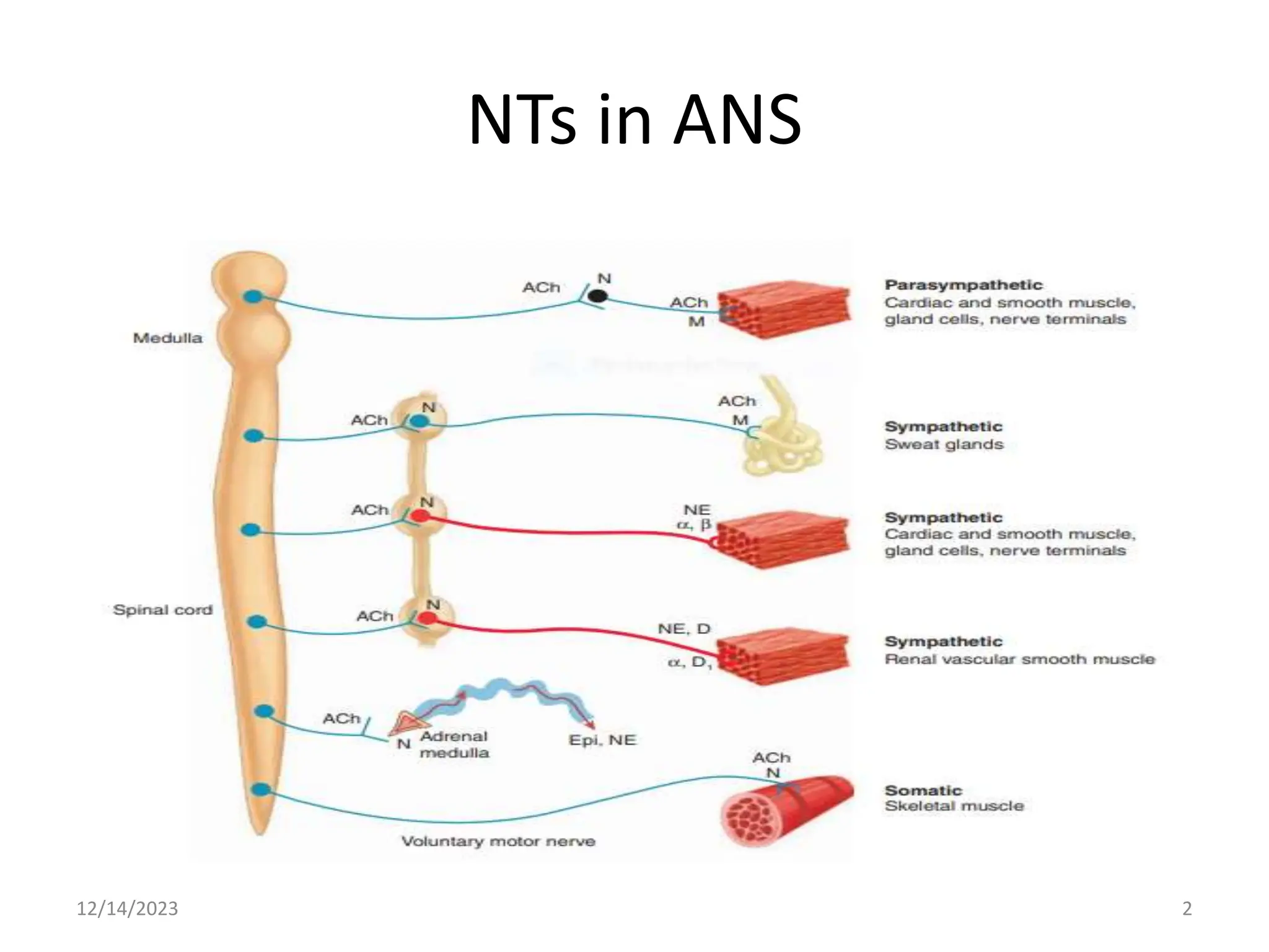 ANS pharmacology.pptxhealth doc about autonomic nerve system of ...