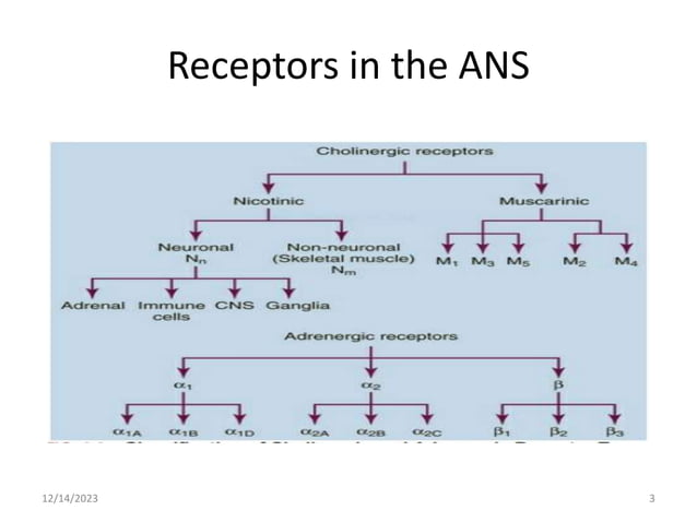 ANS pharmacology.pptxhealth doc about autonomic nerve system of ...