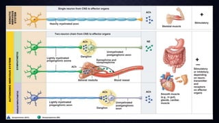 ANS PHARMACOLOGY BPH 2023.pptx