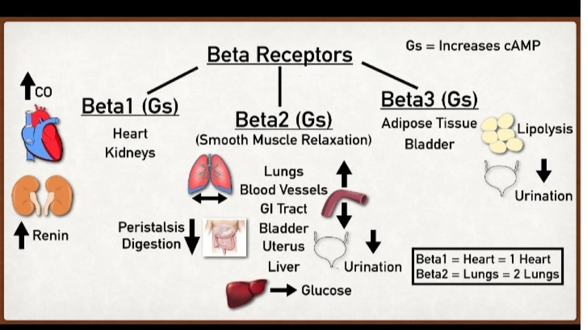pharmacology updated PPT ANS CHAPTER.pptx