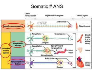 Physiology of autonomic nervous system | PPT