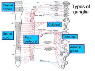 Physiology of autonomic nervous system | PPT