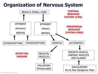 Autonomic Nervous System Physiology and Pharmacology_Overview| Review ...