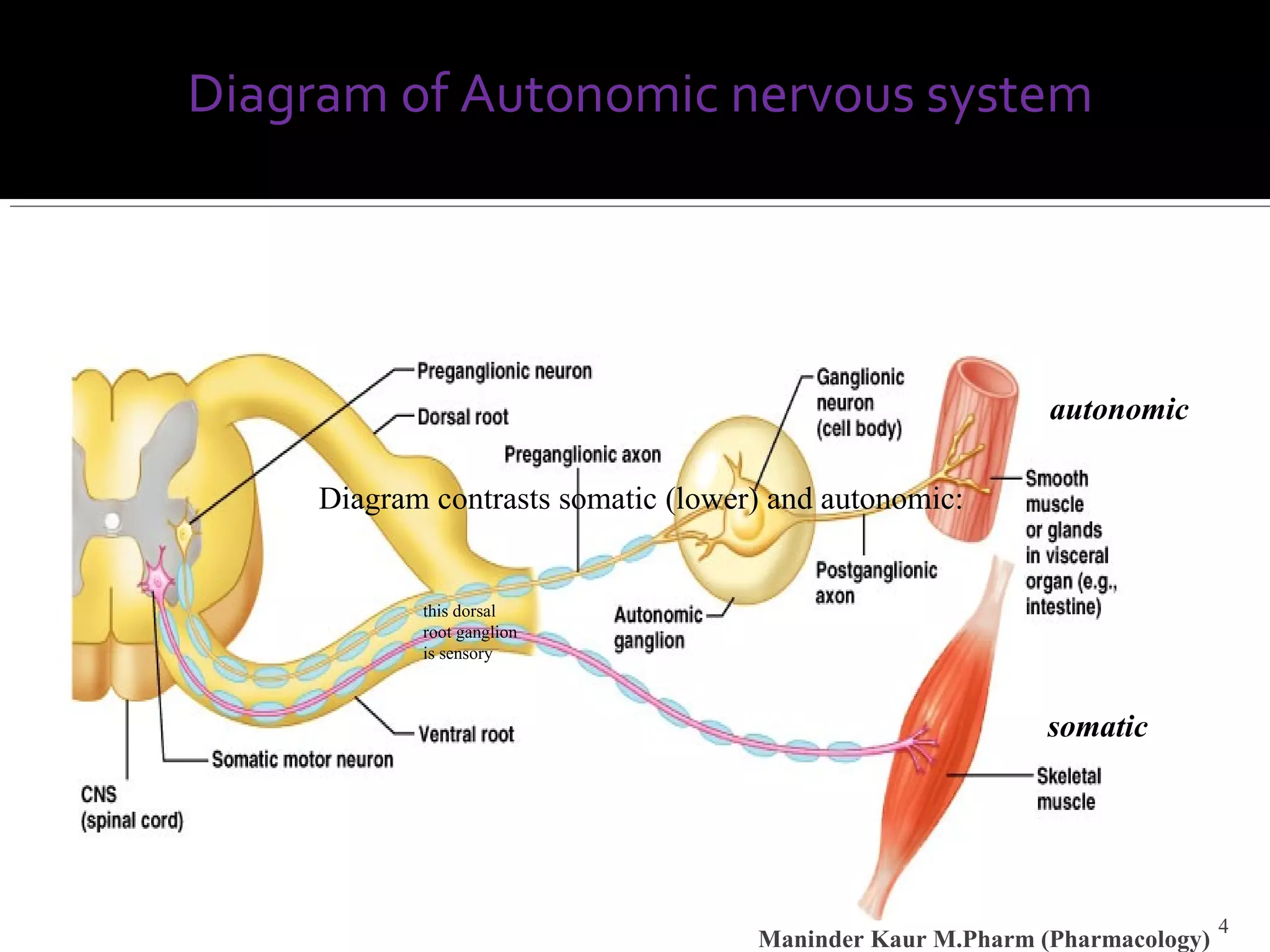 physiology of Autonomic nervous system | PPT