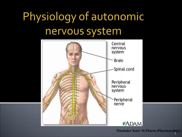 physiology of Autonomic nervous system | PPT