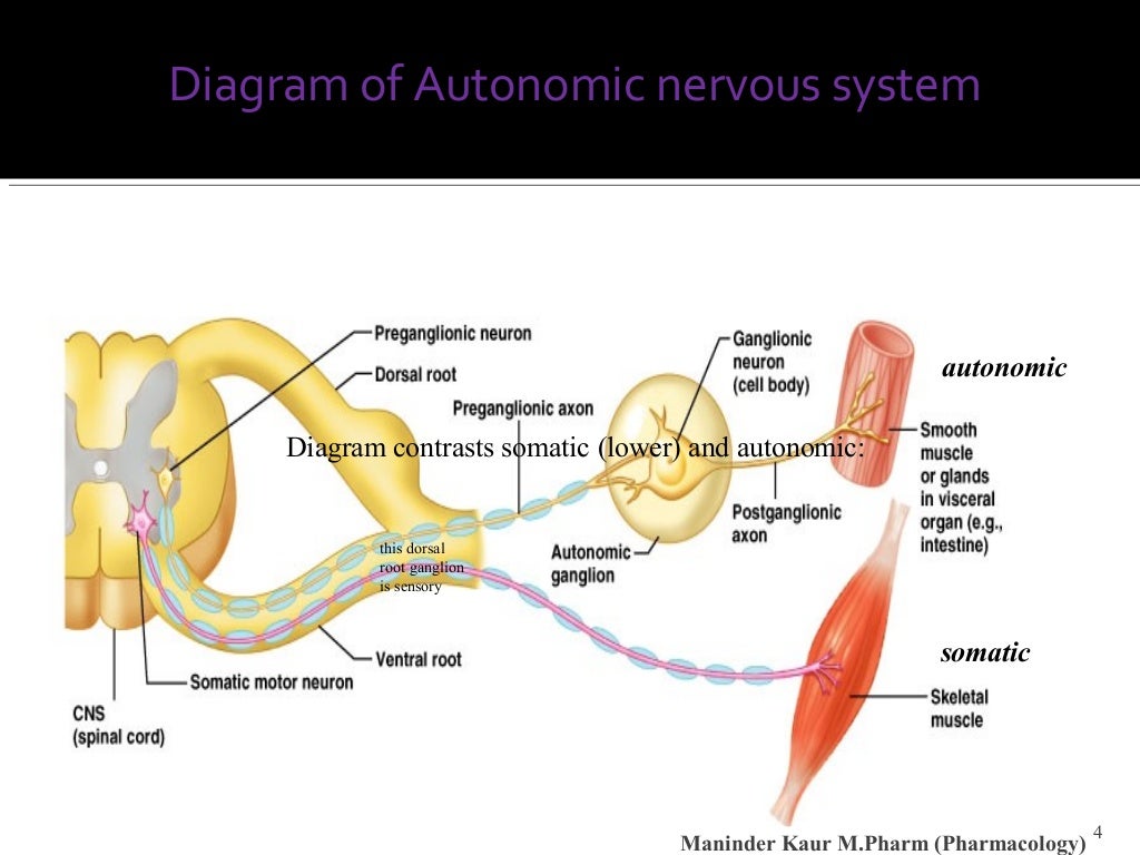 physiology of Autonomic nervous system