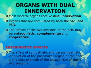 AUTONOMIC NERVOUS SYSTEM (Human Physiology) | PPT