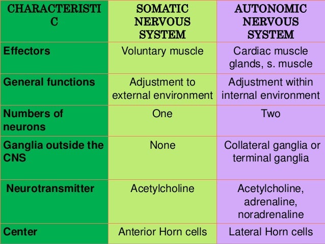 AUTONOMIC NERVOUS SYSTEM (Human Physiology)