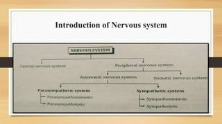 Autonomic Nervous System powerpoint presentation and notes | PPTX