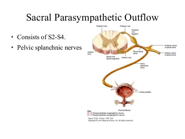 Autonomic Nervous System