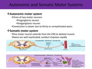 Autonomic & Somatic Nervous Systems. | PPT