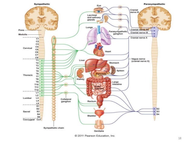 Autonomic &vSomatic Nervous Systems.