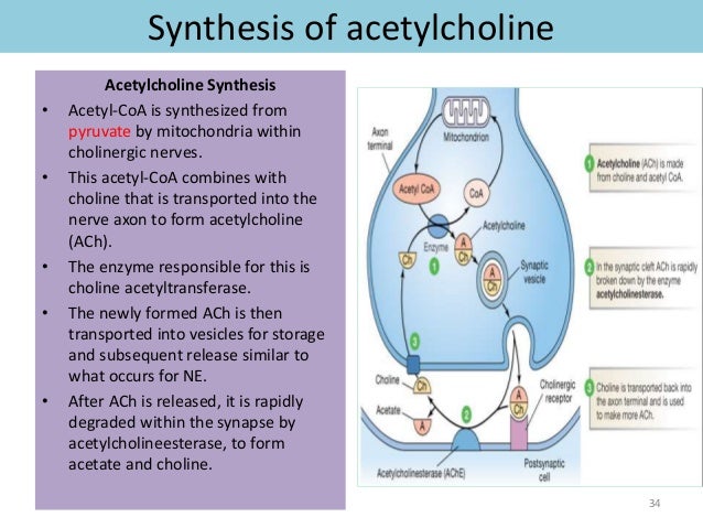 Autonomic & Somatic Nervous Systems.