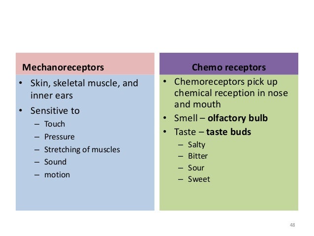 Autonomic & Somatic Nervous Systems.