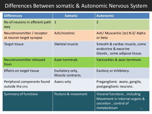 Somatic Nervous System Receptors