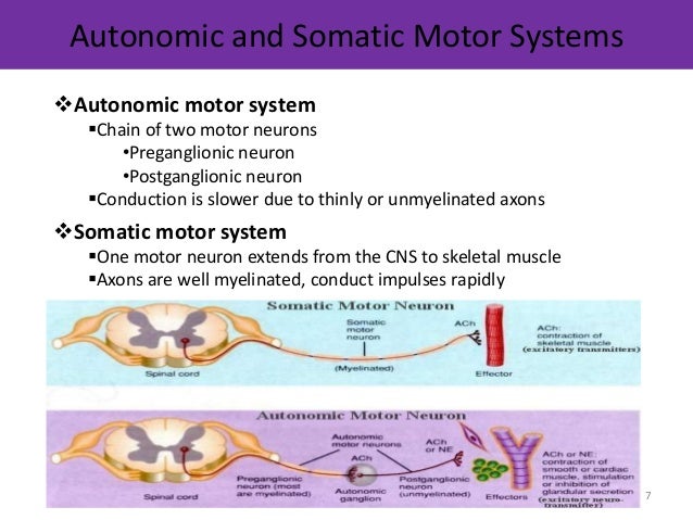 Somatic Neurons