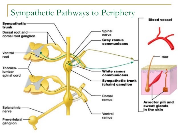 Ans + stellate ganglion block