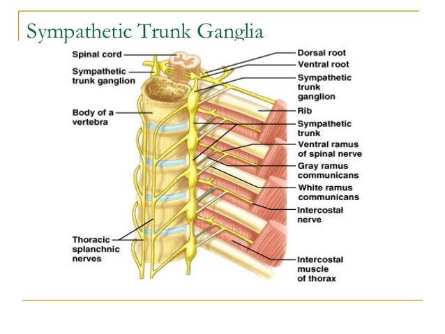 Ans + stellate ganglion block
