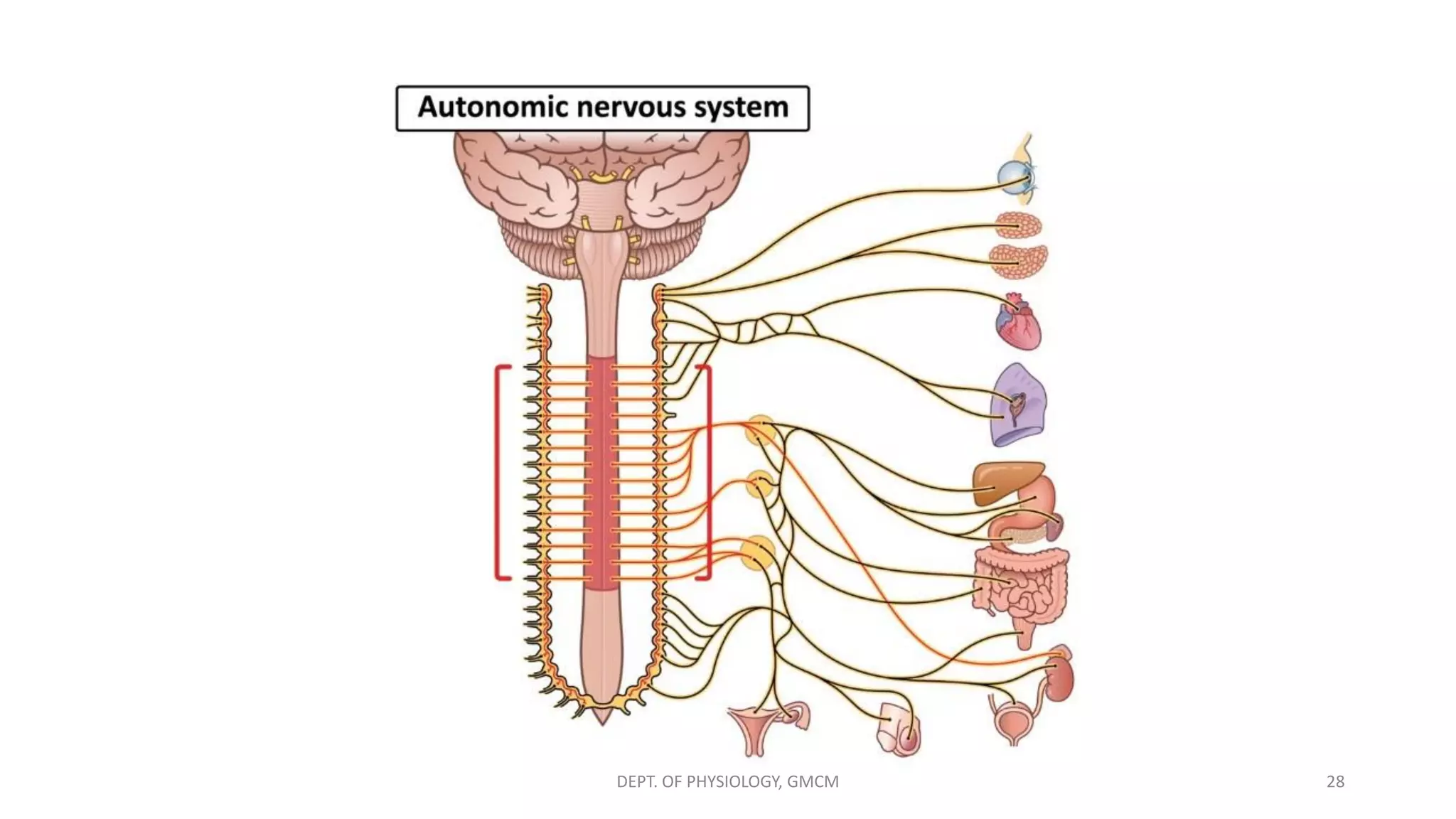 Autonomic Nervous System | PDF