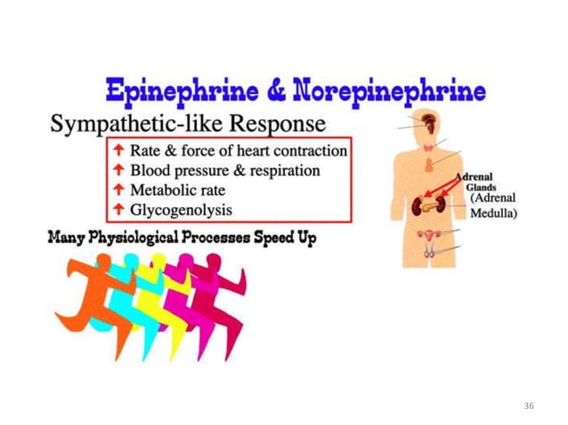 ANS (Sympathetic & Para-Sympathetic Drugs) By; Baqir Naqvi.pptx
