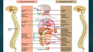 Autonomic nervous system test by shiva prasad | PPTX