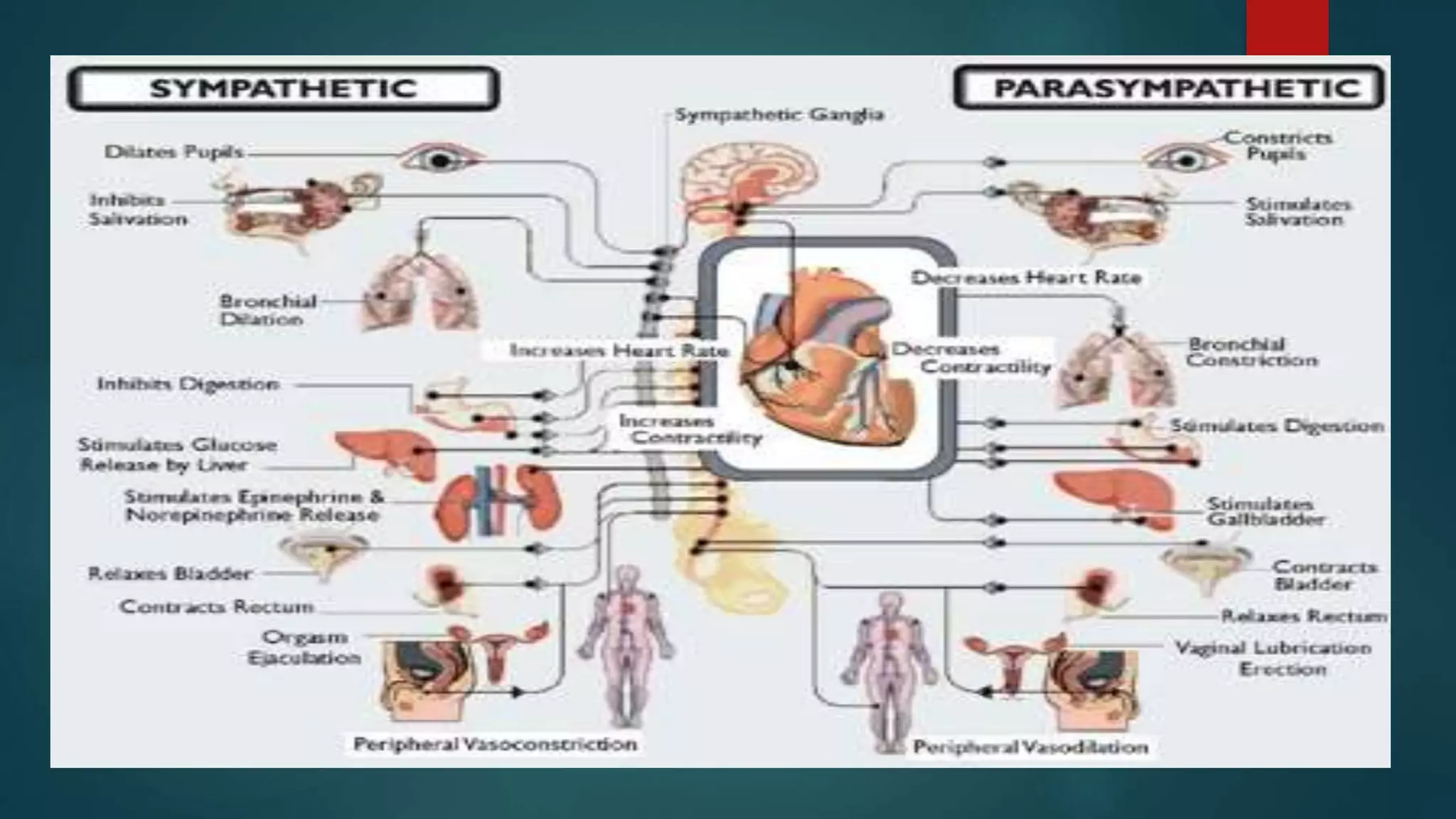 Autonomic nervous system testing arfa sulthana | PPT