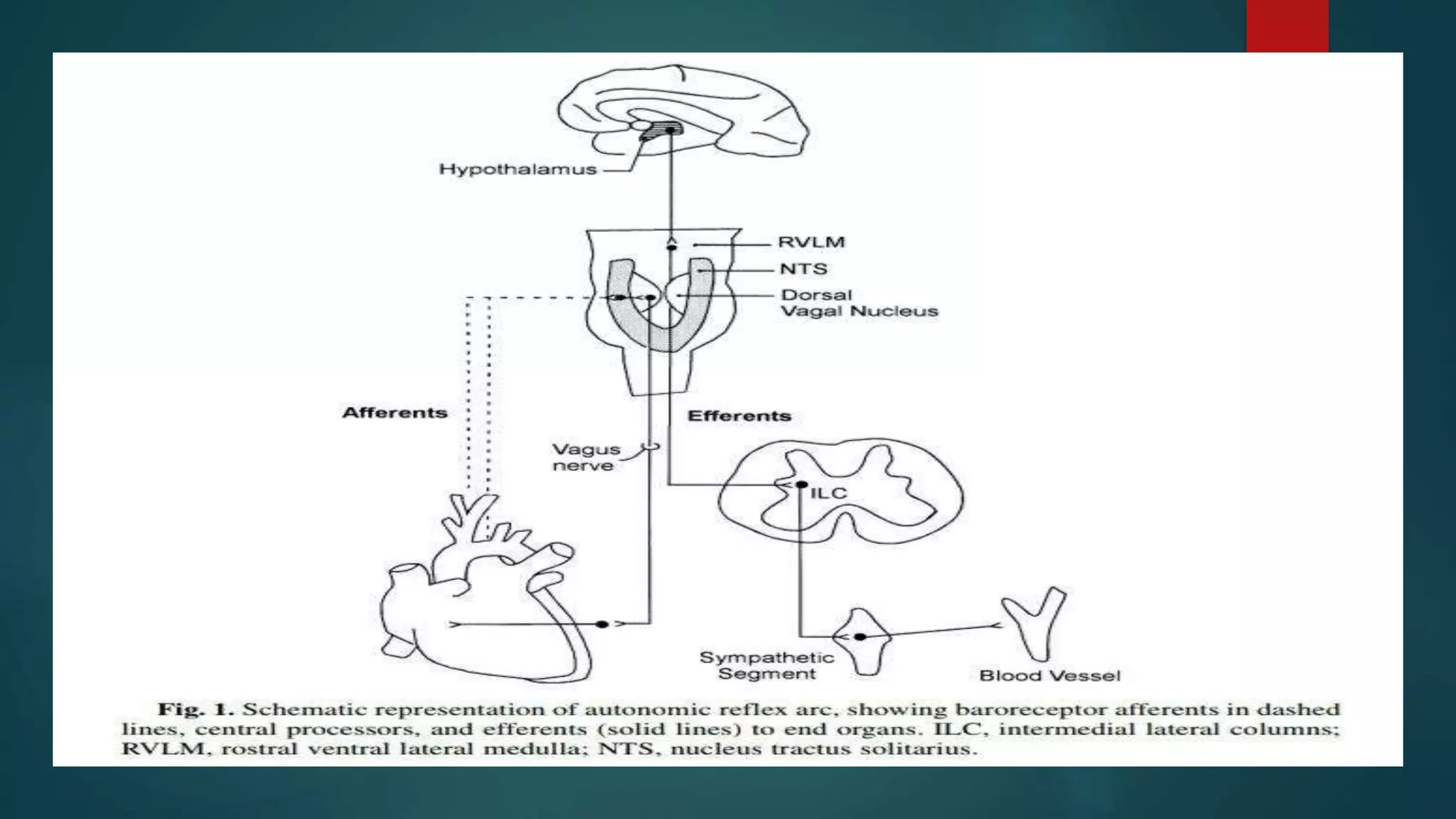 Autonomic nervous system testing arfa sulthana | PPTX