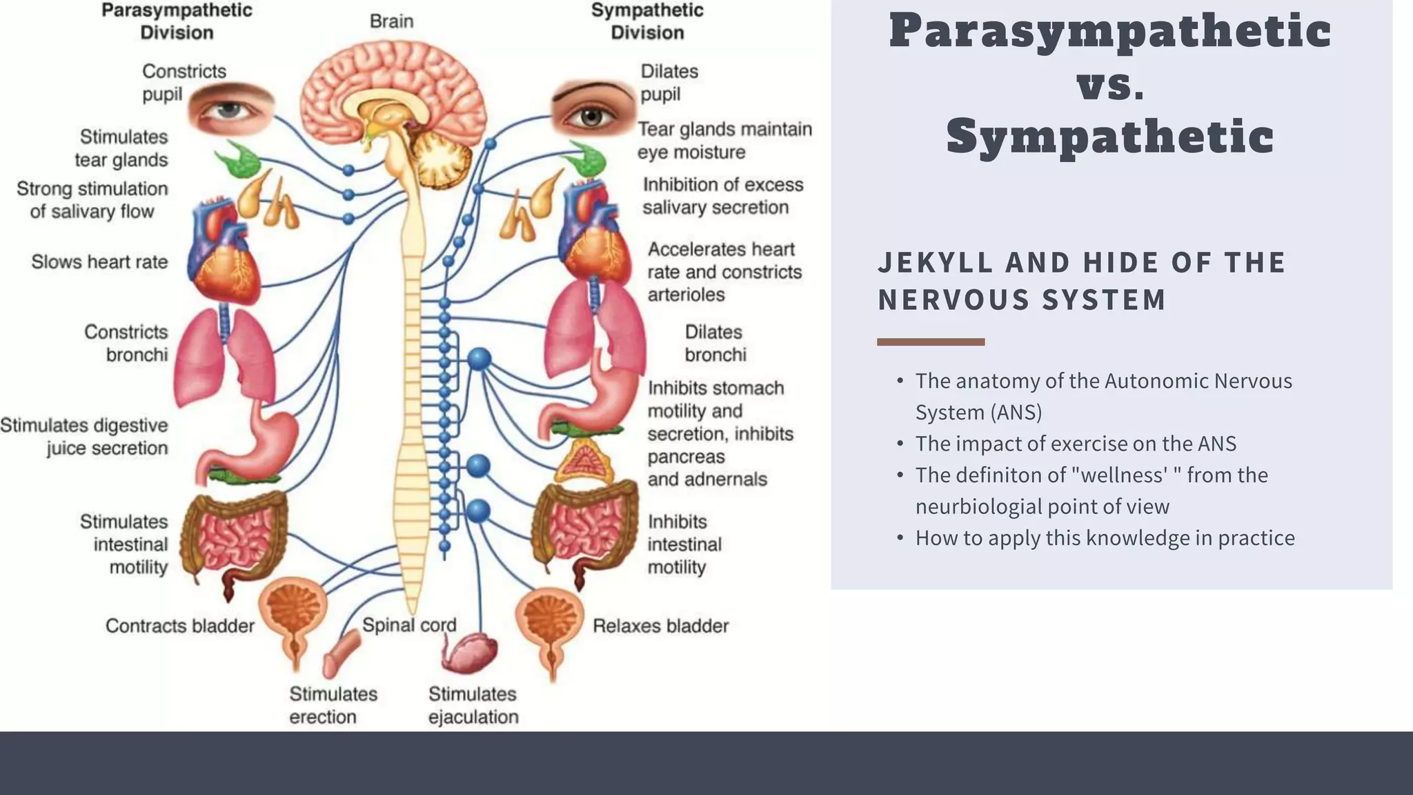 The effect of exercise on the Autonomic Nervous System (1).pptx