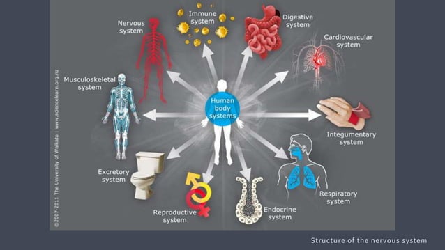 The effect of exercise on the Autonomic Nervous System (1).pptx ...