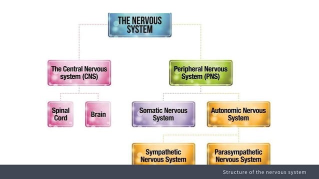 The effect of exercise on the Autonomic Nervous System (1).pptx ...