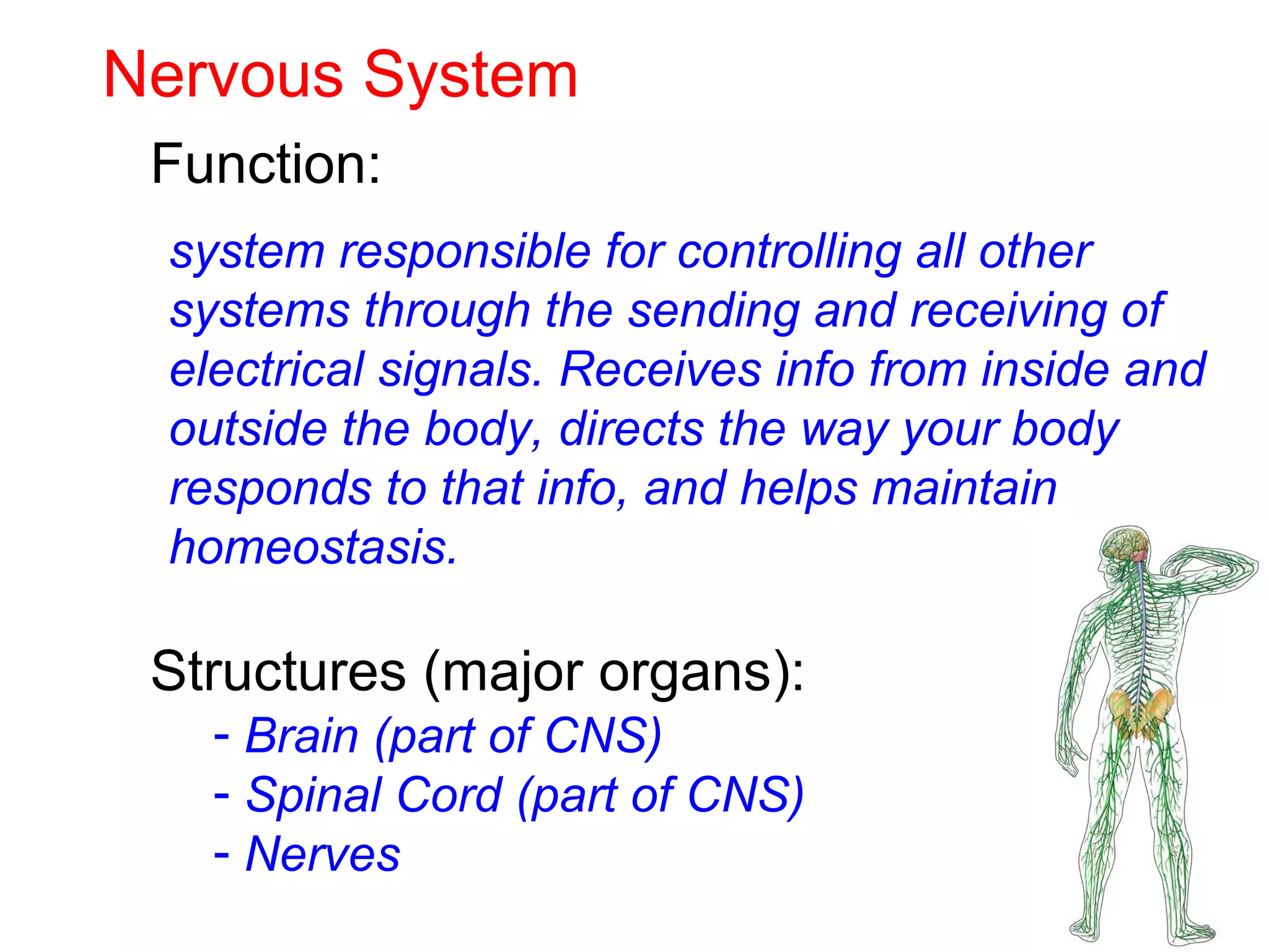 Human Body Systems Test Review | PPT