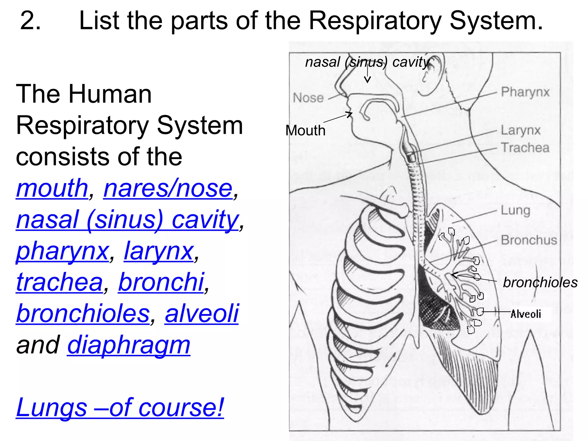 Human Body Systems Test Review | PPT