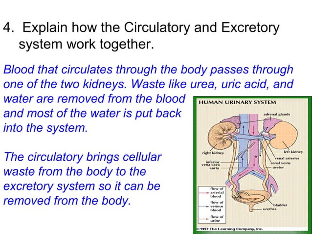 Human Body Systems Test Review | PPT | Lung and Respiratory Health ...