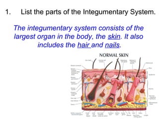 Human Body Systems Test Review | PPT