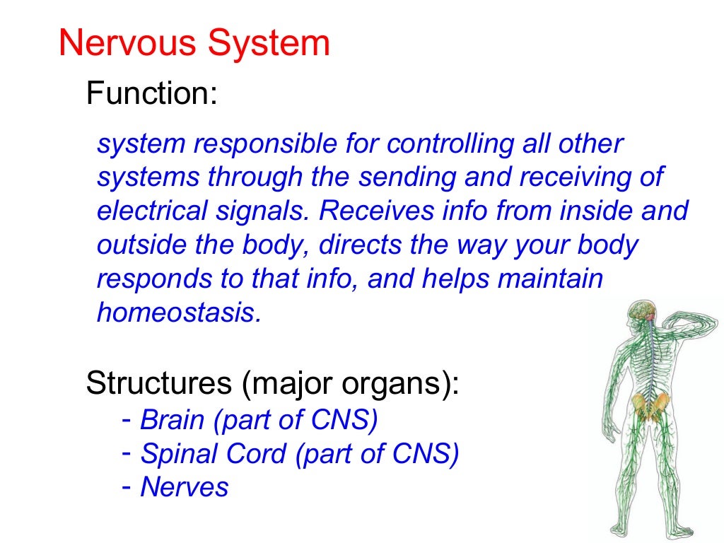 Human Body Systems Test Review human-body-systems-test-review