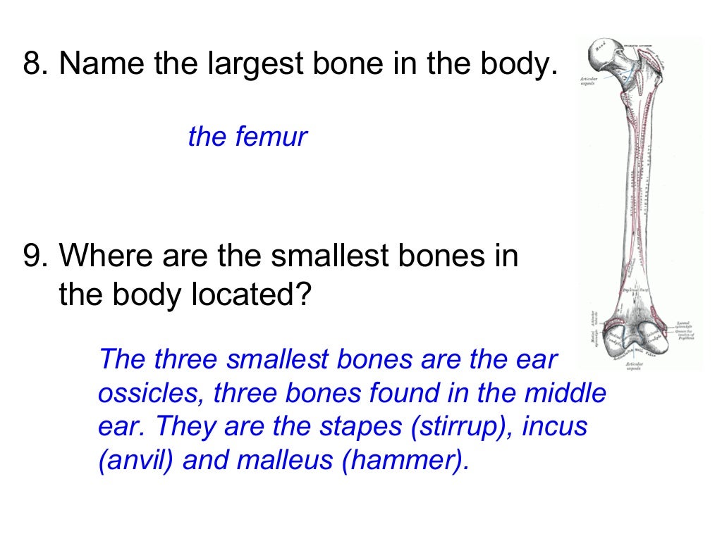 Human Body Systems Test Review Human Body Systems Test Review