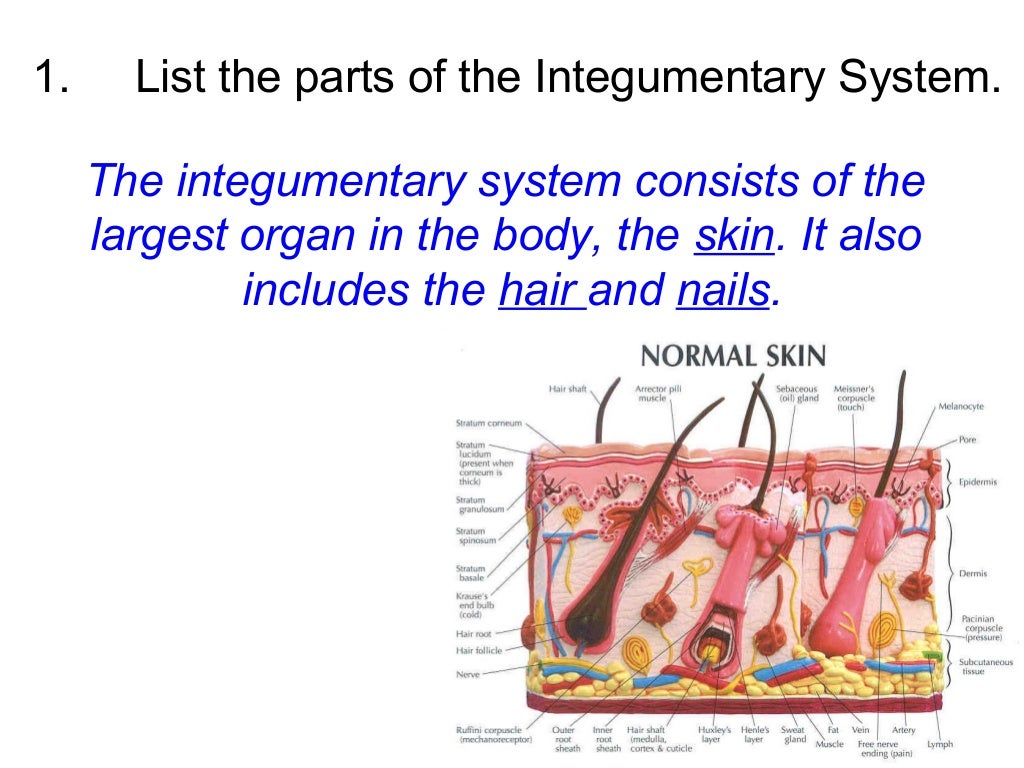 Human Body Systems Test Review Human Body Systems Test Review