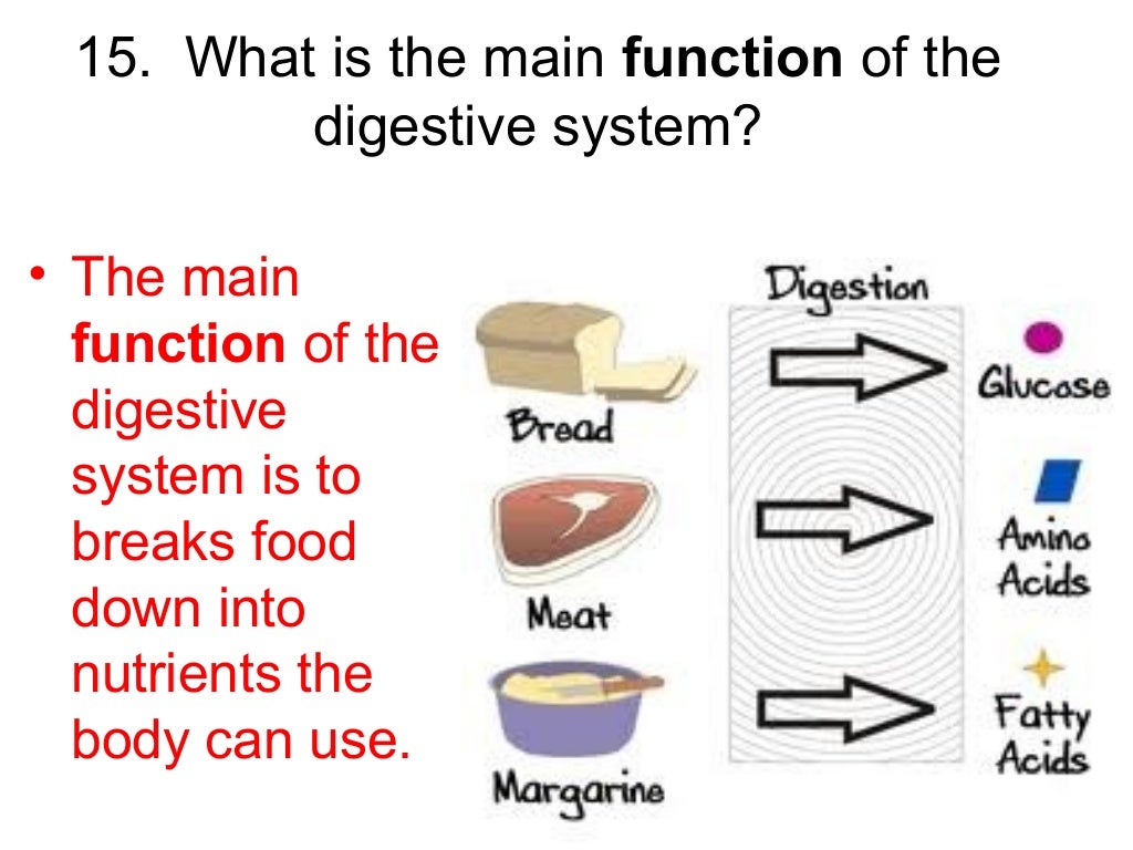 Human Body Systems Test Review human-body-systems-test-review