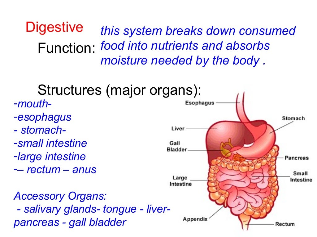 Human Body Systems Test Review Human Body Systems Test Review