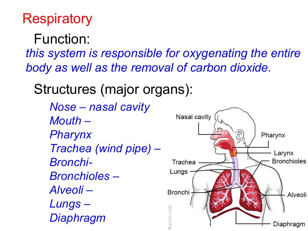 Human Body Systems Test Review human-body-systems-test-review