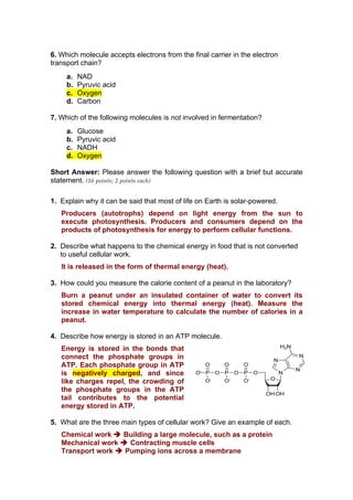 Cellular Respiration Worksheet Multiple Choice