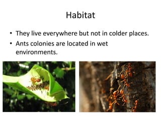 Ant | PPT