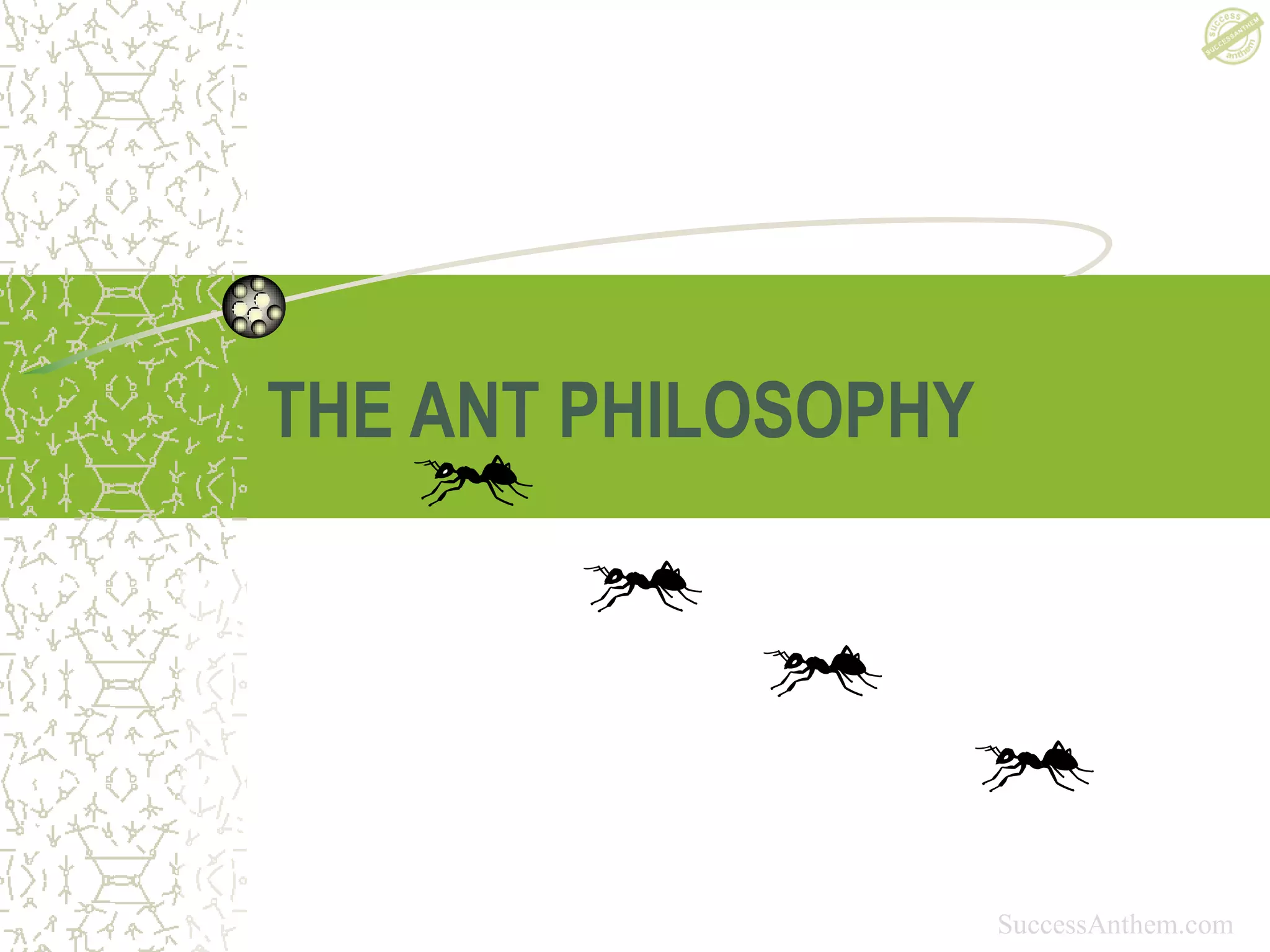Ant | PDF