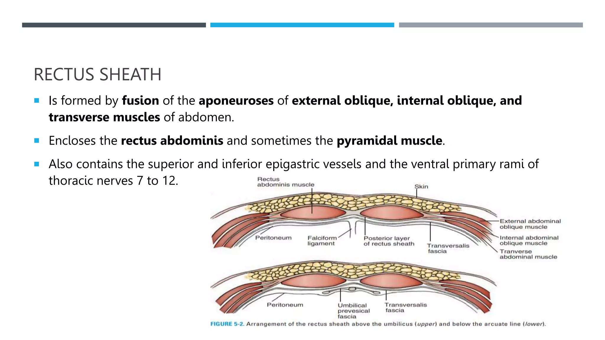 Ant. ABDOMINAL WALL.pptx