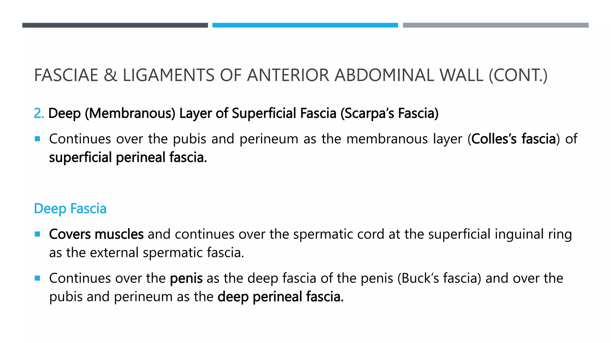Ant. ABDOMINAL WALL.pptx