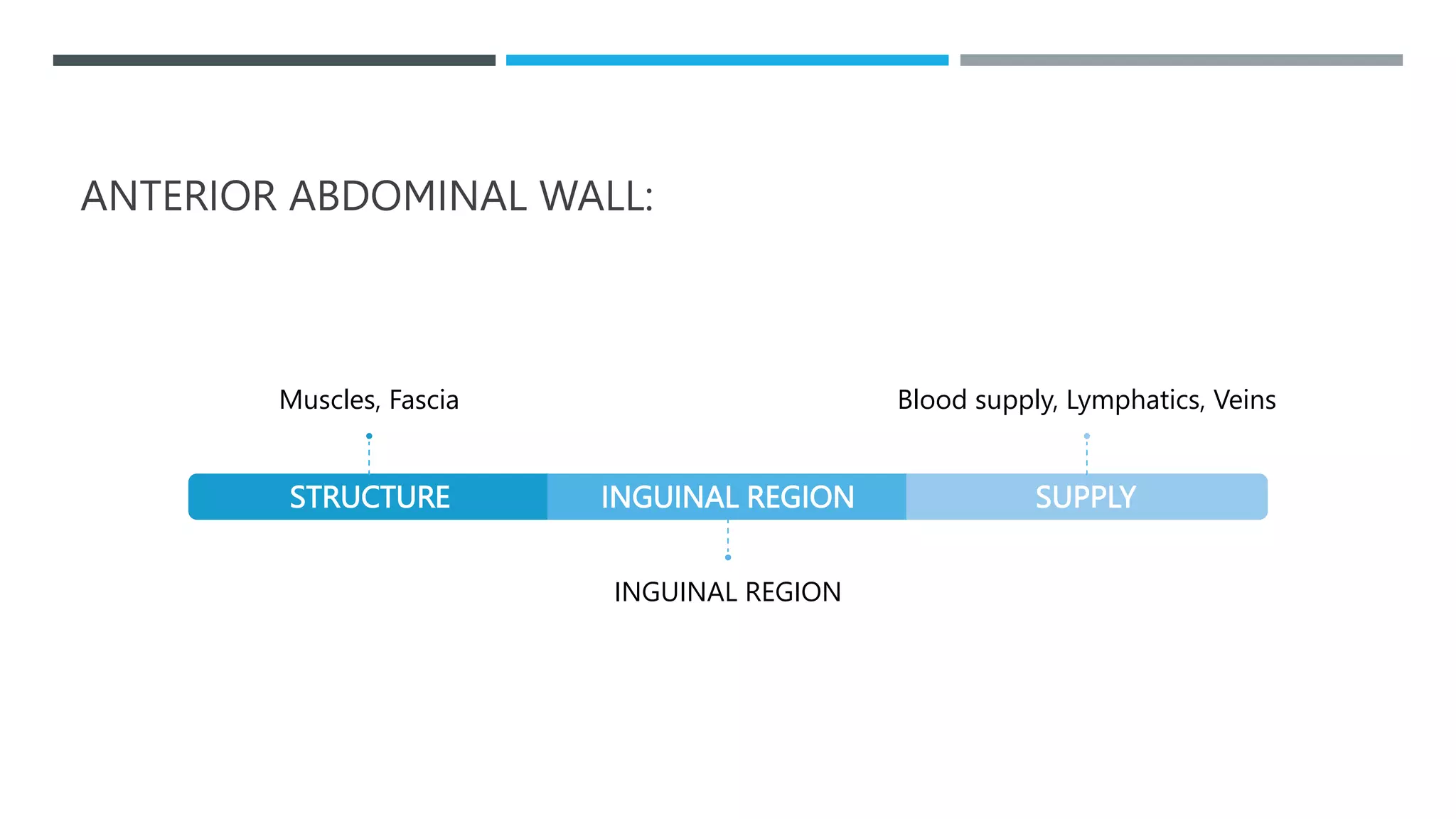 Ant. ABDOMINAL WALL.pptx