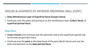 Ant. ABDOMINAL WALL.pptx