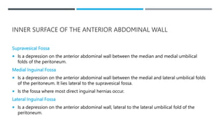 Ant. ABDOMINAL WALL.pptx
