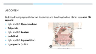 Ant. ABDOMINAL WALL.pptx