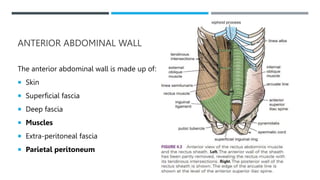Ant. ABDOMINAL WALL.pptx